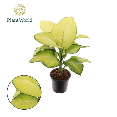 DIEFF TROPIC MARIANNE, 19CM POT SIZE, 75CM TALL, ZEBRA PLANT, INDOOR ...