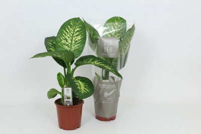 DIEFF TROPIC SNOW, 17CM POT SIZE, 65CM TALL, DIEFFENBACHIA WHITE ETNA ...