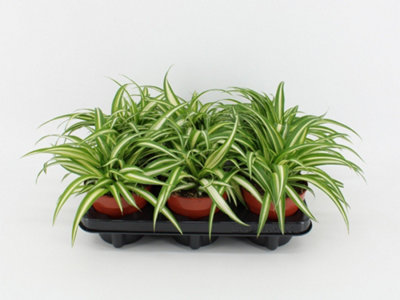 DIEFF TROPIC SNOW, 17CM POT SIZE, 65CM TALL, DIEFFENBACHIA WHITE ETNA ...