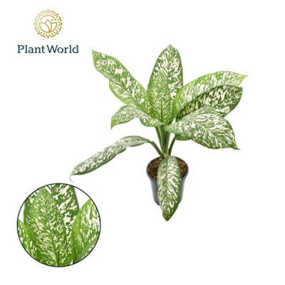 Dieff White Etna, 19cm Pot Size, 60cm Tall, Foxglove Ice Queen - Roze ...