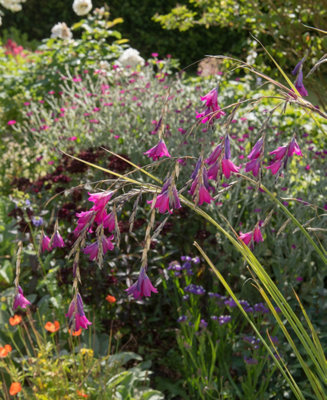 Dierama Blackbird - Angels Fishing Rod Plants, Rare Black Variety Set ...