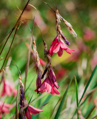Dierama Igneum - Pink Angels Fishing Rod Plants Set of 3 in 7cm pots