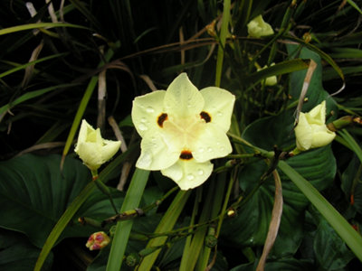 Dietes bicolor African Iris Plug plant