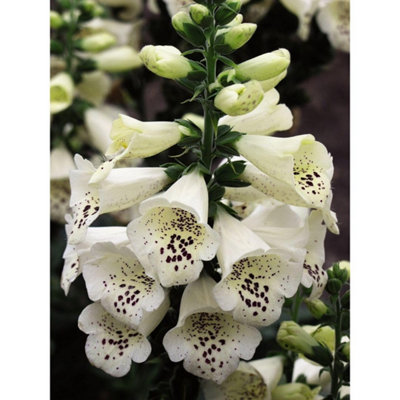 Digitalis Camelot Cream 1 Litre Potted Plant x 2