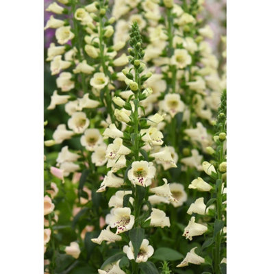 Digitalis Camelot Cream 1 Litre Potted Plant x 2
