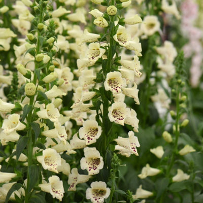 Digitalis Camelot Cream 1 Litre Potted Plant x 2