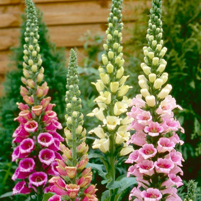 Digitalis Candy Mountain Foxglove - Rose Pink Upward Blooms - Hardy ...