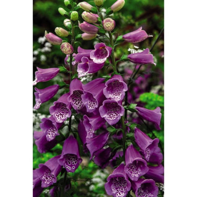DIGITALIS DALMATION PURPLE 1 LITRE POTTED PLANT X 2