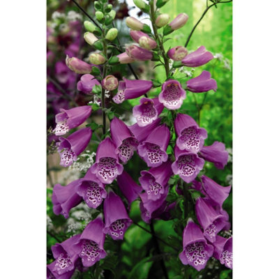 DIGITALIS DALMATION PURPLE 1 LITRE POTTED PLANT X 2
