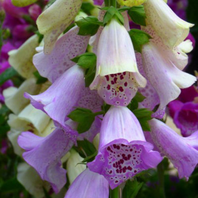 Digitalis Foxglove Camelot Lavender 1 Litre Potted Plant x 1