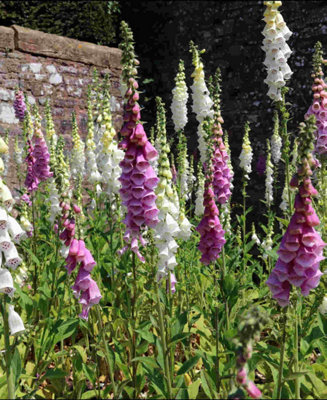 Digitalis, Foxglove Mix - 10 XL Plug Plants