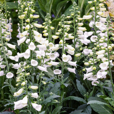 Digitalis Lucas White - Foxglove, White Bell-Shaped Flowers, Part Shade ...