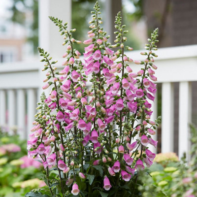 Digitalis Panther - Foxglove, Pink and White Flowers, Sun or Part Shade ...