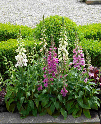 Digitalis purpurea 'Dalmatian' mix 10 x XL Young Plants