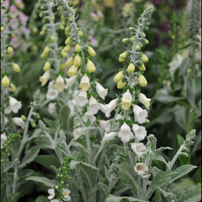 Digitalis Silver Fox - Set of 3 White Foxglves in 9cm pots