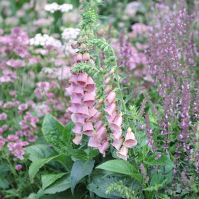 Digitalis x Mertonensis Foxglove 9cm Pot Perennial Plant