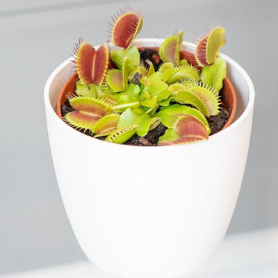 Dionaea Muscipula Venus Fly Trap 12cm Pot 20cm Tall Indoor Plant Plant ...