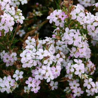 Diosma Pink Fountain - Evergreen Shrub, Pink Flowers, Full Sun (20-30cm ...
