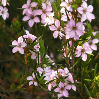 Diosma Pink Fountain - Evergreen Shrub, Pink Flowers, Full Sun (20-30cm ...