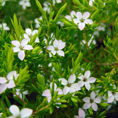 Diosma Sunset Gold - Evergreen Shrub, Gold Foliage, Full Sun (20-30cm ...