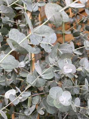 Direct Plants 1X 3FT LARGE EUCALYPTUS GUNNII AZURA TREE EVERGREEN CIDER ...