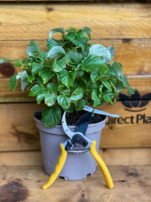 Direct Plants 1X LARGE POTTED PATIO DWARF RASPBERRY SWEET SUNSHINE ...