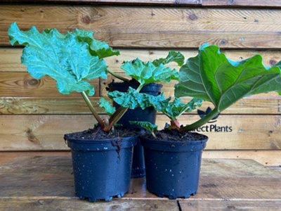 Direct Plants 1X LARGE RHUBARB PLANT 'Timperley Early' FRUIT PLANT 2L ...