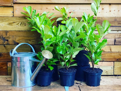 Direct Plants 20x Prunus Rotundifolia Cherry Laurel Hedging Plants 40 ...
