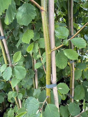 Direct Plants 3 x Alnus Aurea Golden Alder Trees 5-6ft Tall By Direct ...