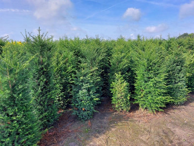 Direct Plants 30x 6-7ft Taxus Yew Hedging Trees, Extra Large Rootball ...