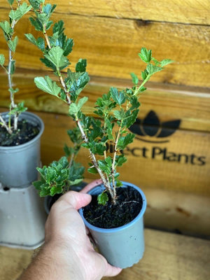 Direct Plants 3X HINNONMAKI RED GOOSEBERRY BUSHES FRUIT PLANTS POTTED ...