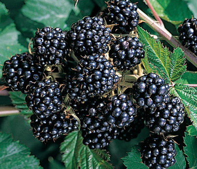 Direct Plants 3x Large BlackBerry Chester Thornless Fruit Plant 2-3ft ...