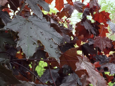 Direct Plants Acer Crimson King Purple Leaf Maple Tree 4ft Tall | DIY ...