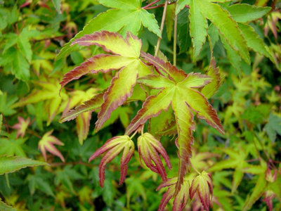 Direct Plants Acer Palmatum Little Princess Japanese Maple Tree 40-50cm ...