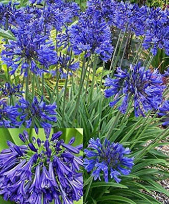 Direct Plants Agapanthus Blue Perennial Plants African Blue Lily Pack ...