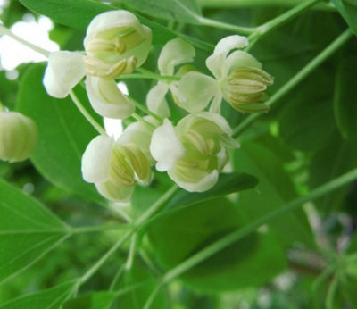 Direct Plants Akeba Alba White Chocolate Vine Climbing Plant 2.5-3ft ...