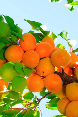 Direct Plants Apricot Moorpark Fruit Tree UK Hardy 4-5ft Self Fertile ...
