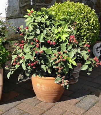 Direct Plants Blackberry Tiny Black Thornless Dwarf Fruit Bush Plant ...