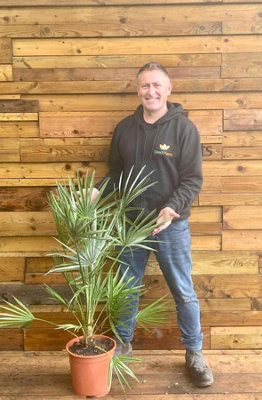 Direct Plants Chamaerops European Fan Palm Tree 3.5-4ft Plant in a 10 ...