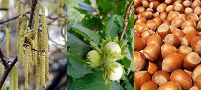 Direct Plants Corylus Avellana Hazelnut Fruit Trees Pack of 5 Cobnut 3 ...