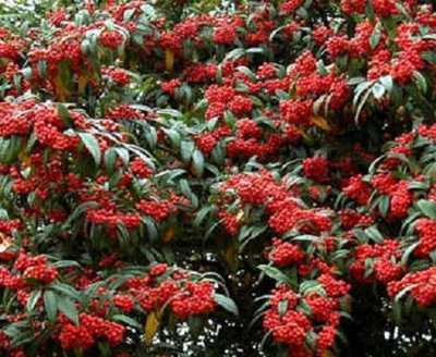 Direct Plants Cotoneaster Cornubia Watereri Tree 6ft Supplied in a 7.5 ...