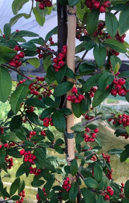 Direct Plants Cotoneaster Hybridus Pendulus Tree 4-5ft Supplied in a 7. ...