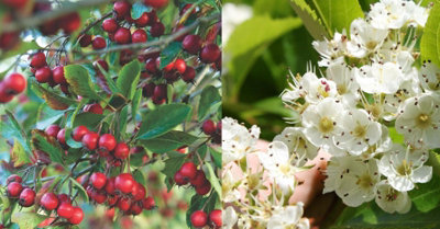 Direct Plants Crataegus Prunifolia Broad Leaved Cockspur Thorn Tree 6ft ...