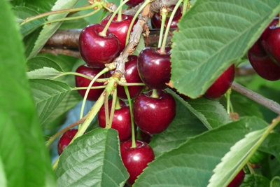 Direct Plants Dwarf Patio Kordia Cherry Fruit Tree 3-4ft Supplied in a ...