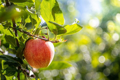 Dwarf Gala Apple Tree