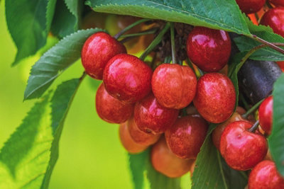 Direct Plants Dwarf Summer Sun Cherry Fruit Tree 3-4ft Supplied in a 3 ...
