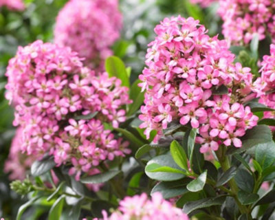 Direct Plants Escallonia Laevis Pink Elle Evergreen Shrub Plant ...