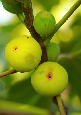 Direct Plants Ficus Bianco White Fig Tree 5-6ft Tall Extra Large ...