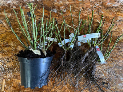 Direct Plants Floribunda Bush Rose Collection 6 Mixed Large Bare Root ...