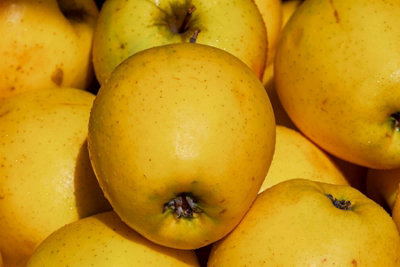 Direct Plants Golden Delicious Apple Fruit Tree 5-6ft Large Specimen ...
